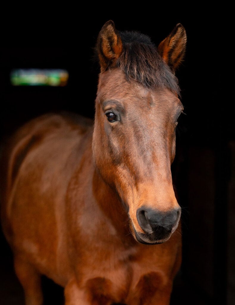 Meet the Horses | Unbridled Pediatric Therapy